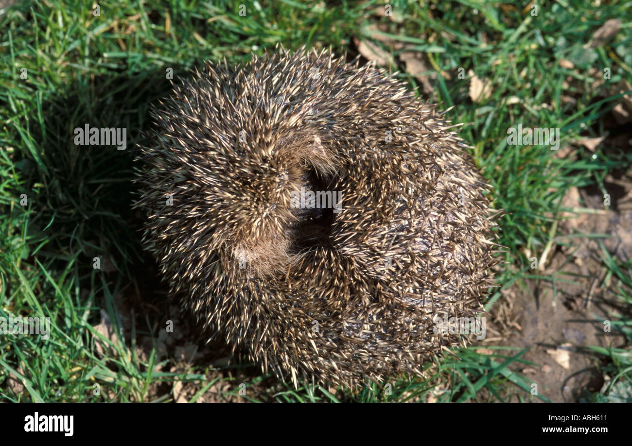 Curled in ball hi-res stock photography and images - Alamy