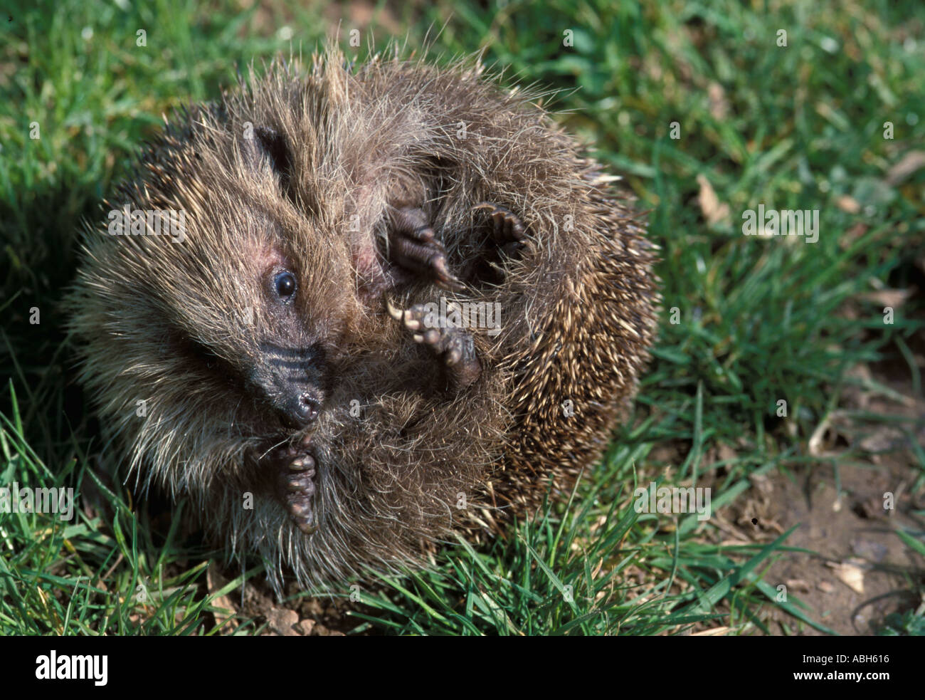 Hedgehog on grass curled in ball emerging from curl sequence Stock ...