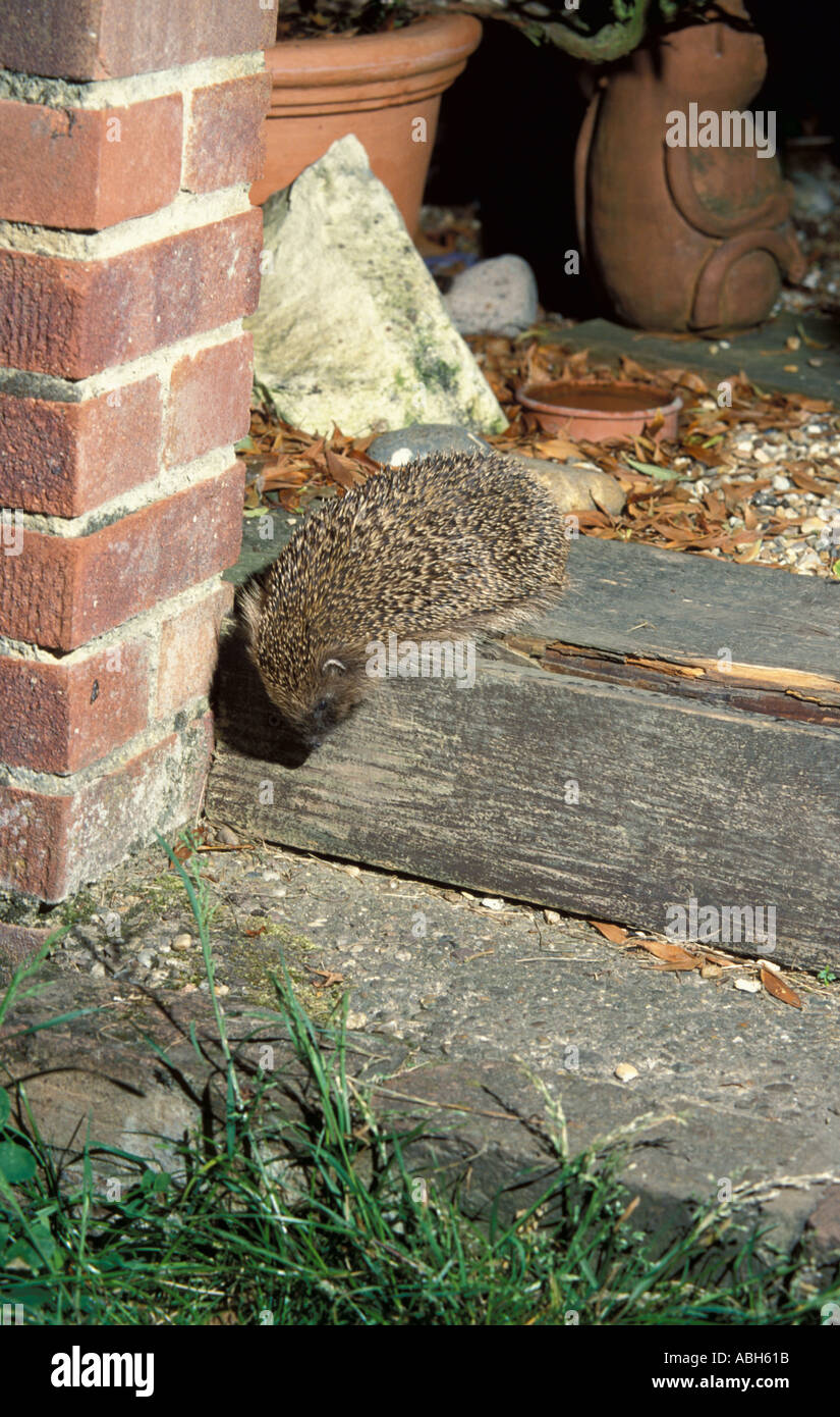 Hedgehog in garden climbing down step Stock Photo - Alamy