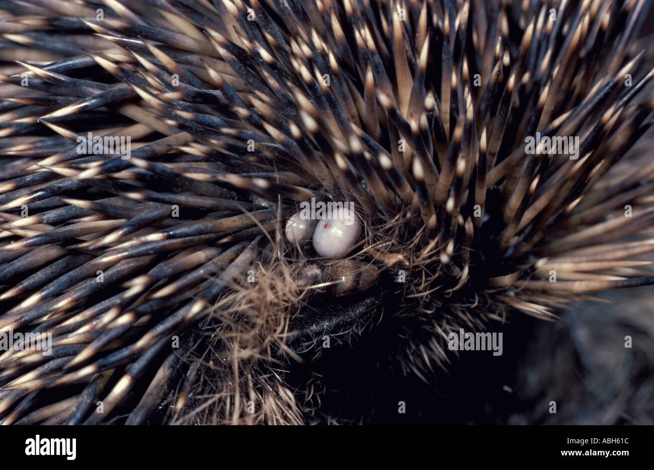 Hedgehog Tick parasitising Stock Photo - Alamy