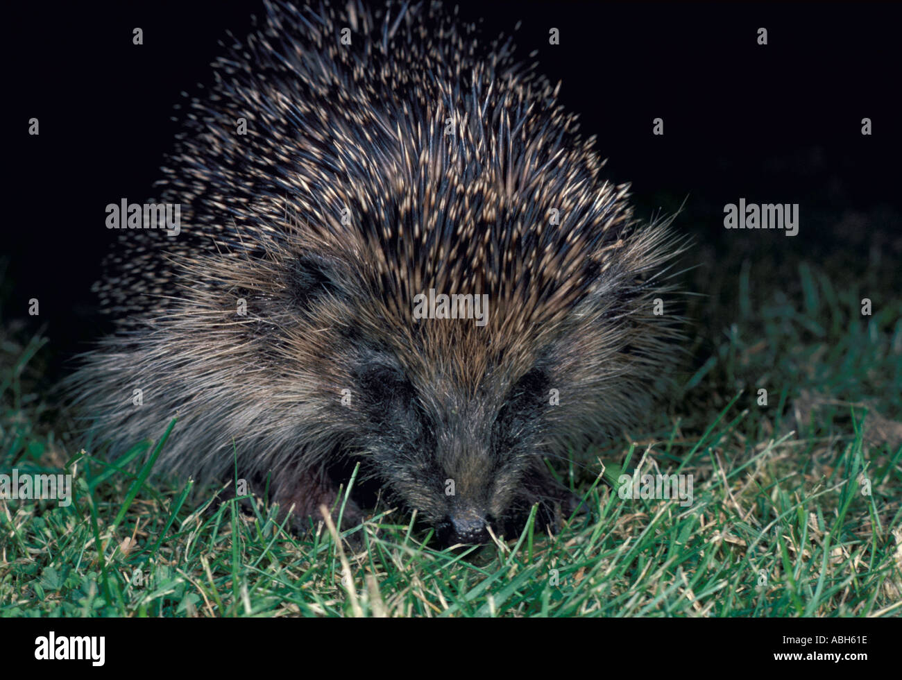 Hedgehog Foraging High Resolution Stock Photography and Images - Alamy