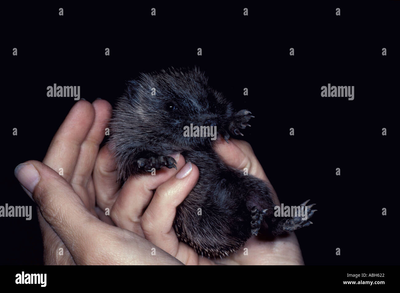 Hand held animal hi-res stock photography and images - Alamy