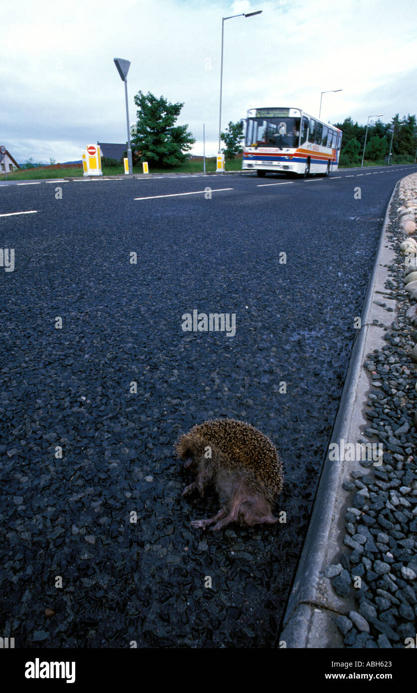 Hedgehog road casualty dead hi-res stock photography and images - Alamy