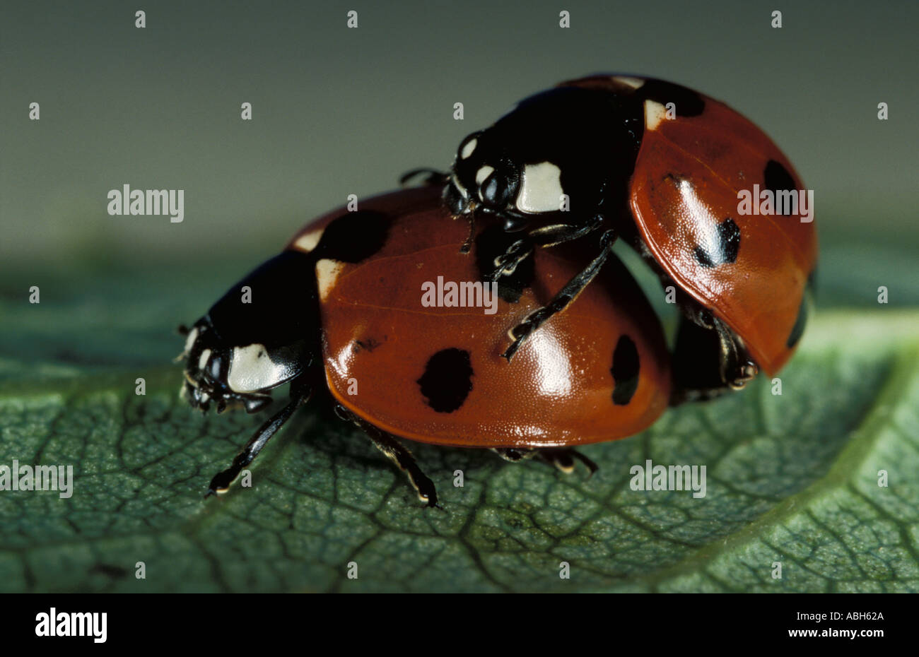 7 Spot Ladybird coccinella septempunctata adults mating Stock Photo - Alamy