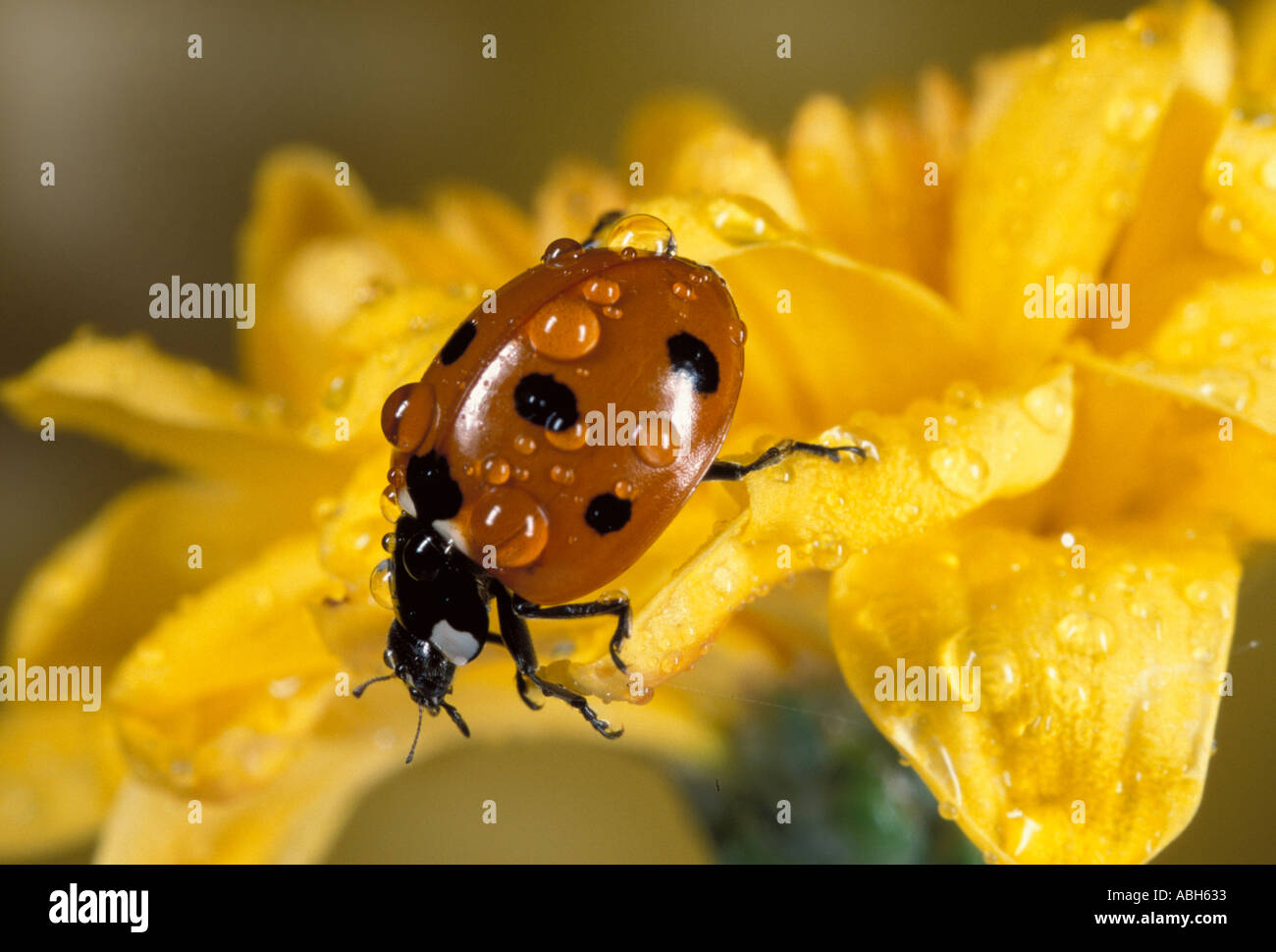 7 Spot Ladybird adult on yellow flower with water droplets Stock Photo ...