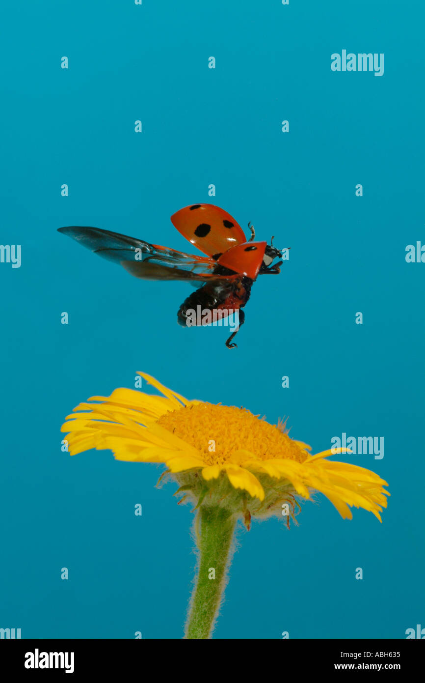 Ladybird legs hi-res stock photography and images - Alamy