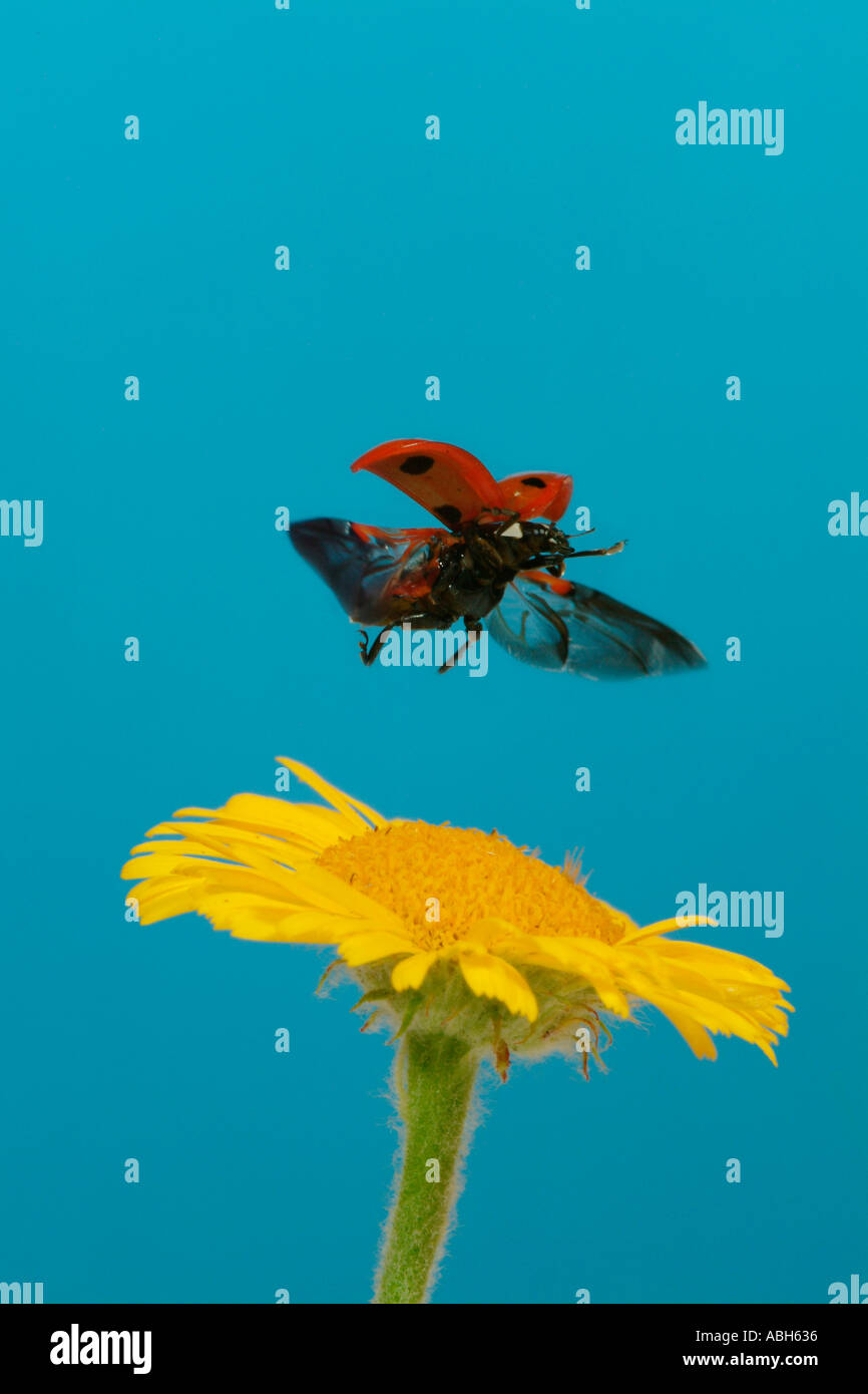 Ladybird flying from flower hi-res stock photography and images - Alamy