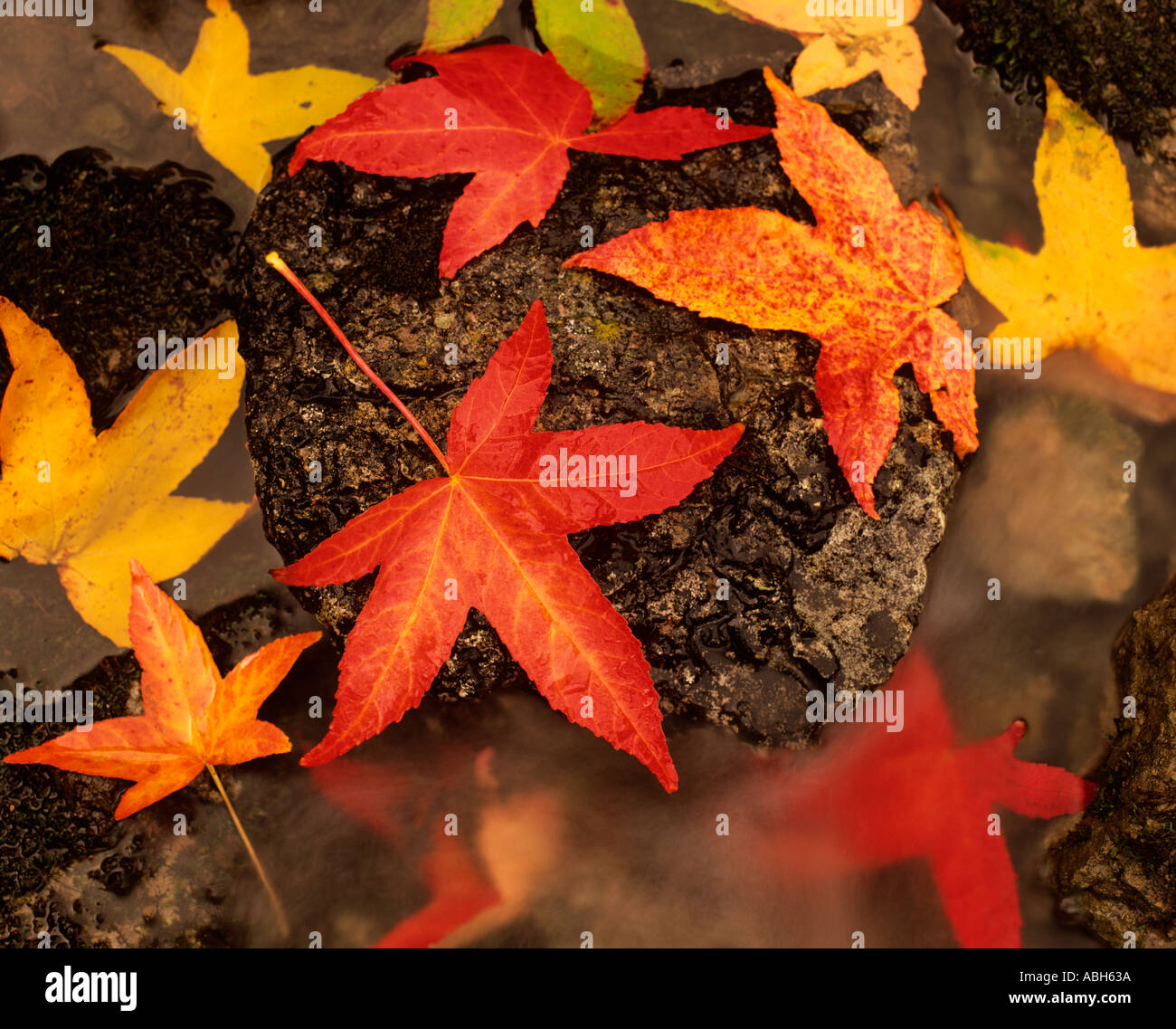 Liquid Amber Leaves in Autumn Stock Photo - Alamy