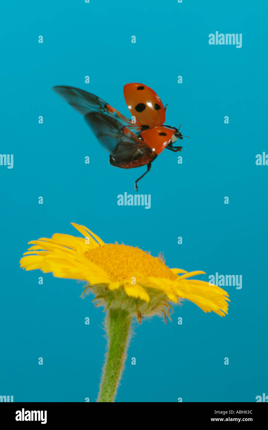 Ladybird flying from flower hi-res stock photography and images - Alamy