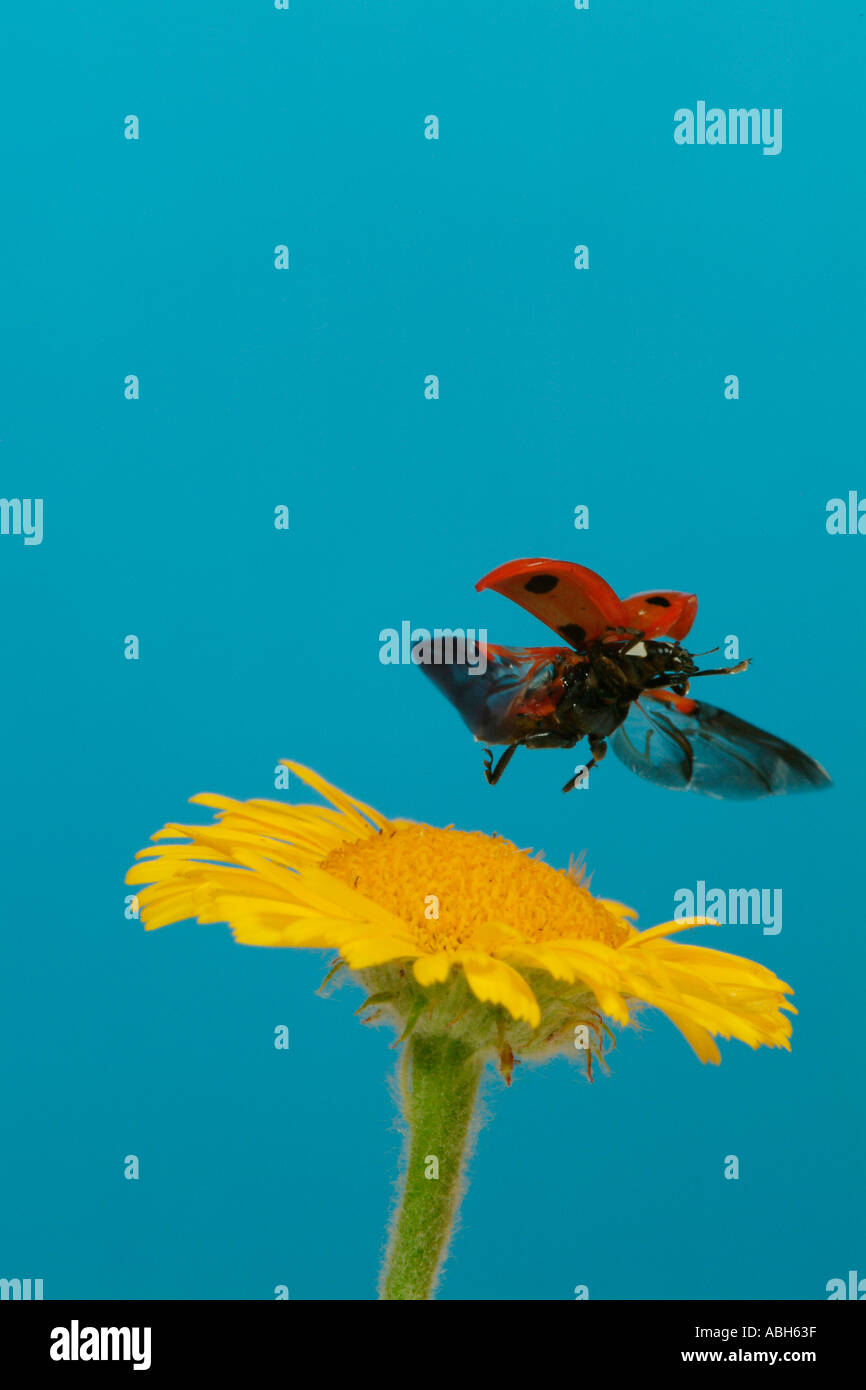 Ladybird flying from flower hi-res stock photography and images - Alamy
