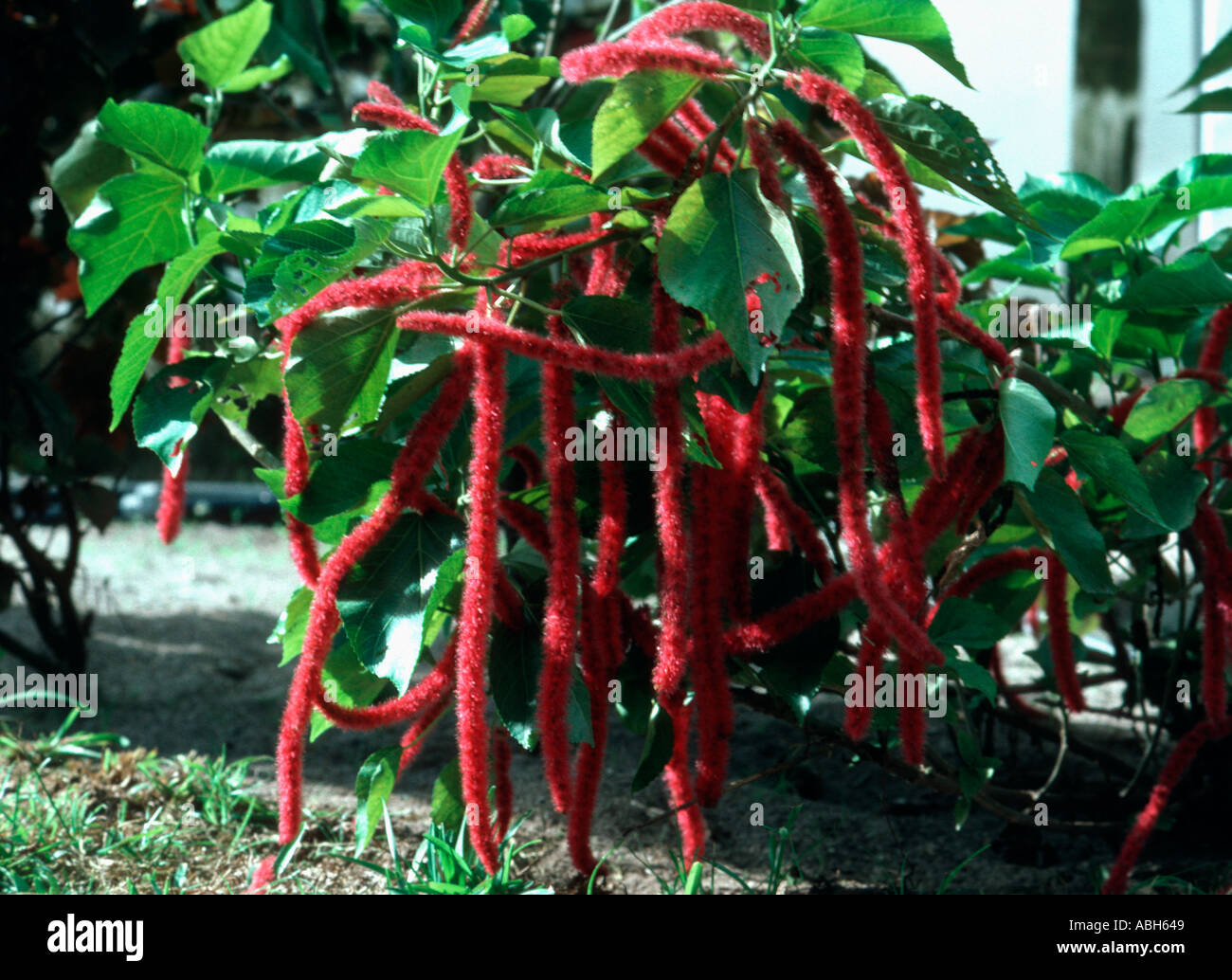 Chenille plant Acalypha hispida Euphorbiaceae Praslin Island Seychelles ...