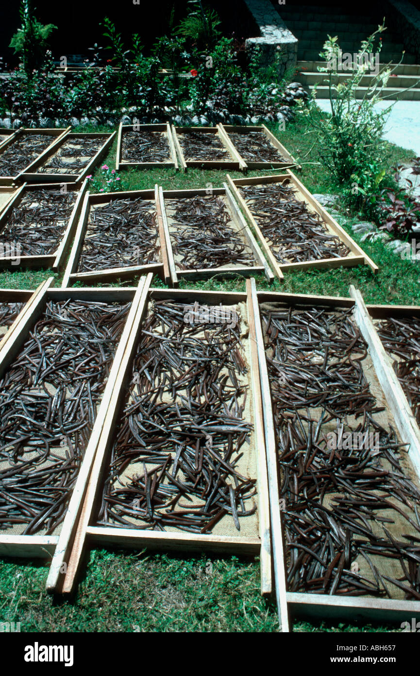 Drying vanilla hi-res stock photography and images - Alamy