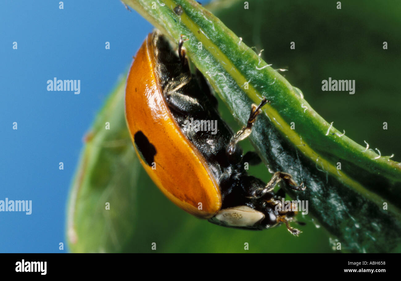 Black spots on leaf hi-res stock photography and images - Alamy