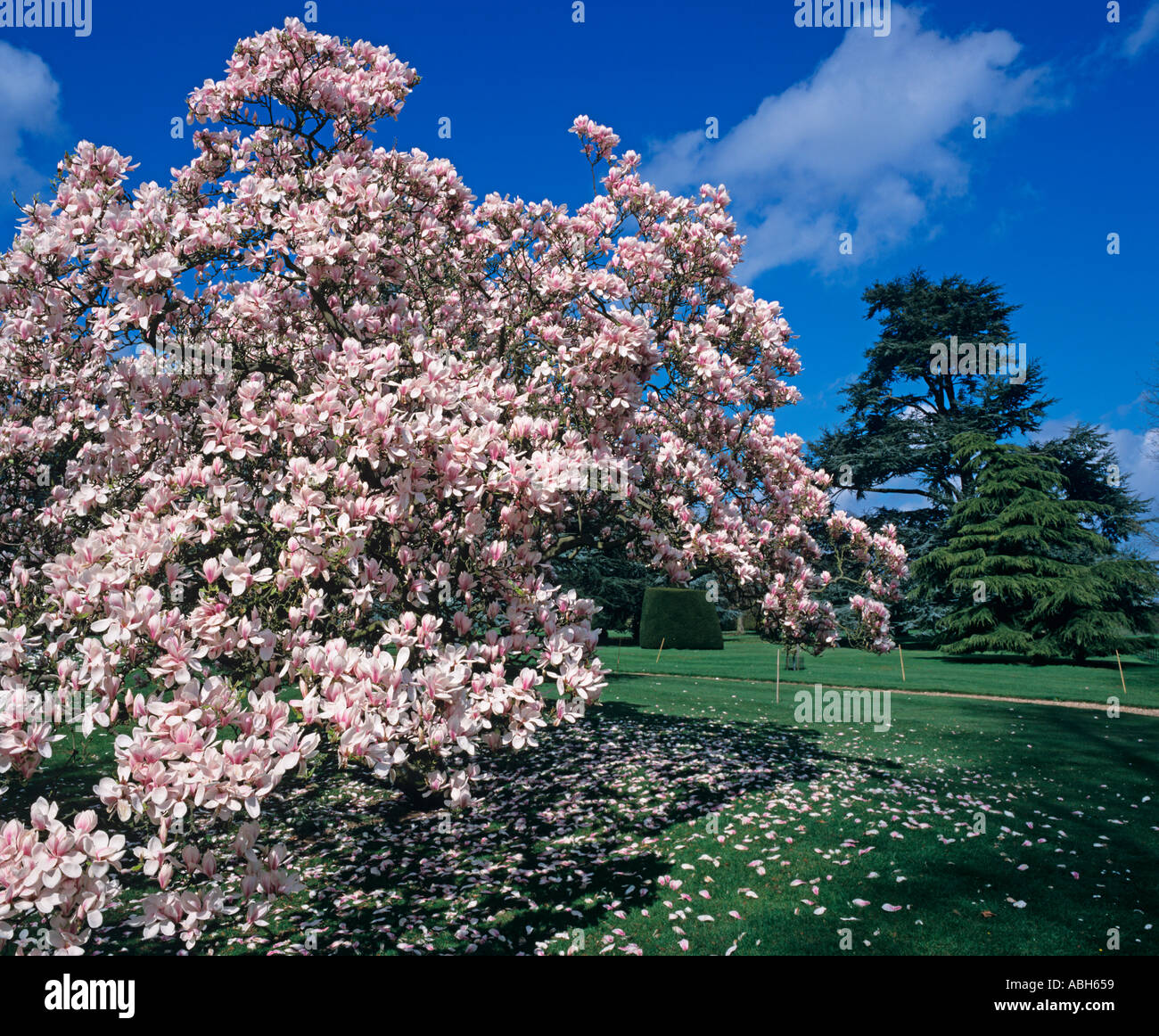 Spring Blooming Of Magnolias Stock Photo - Alamy