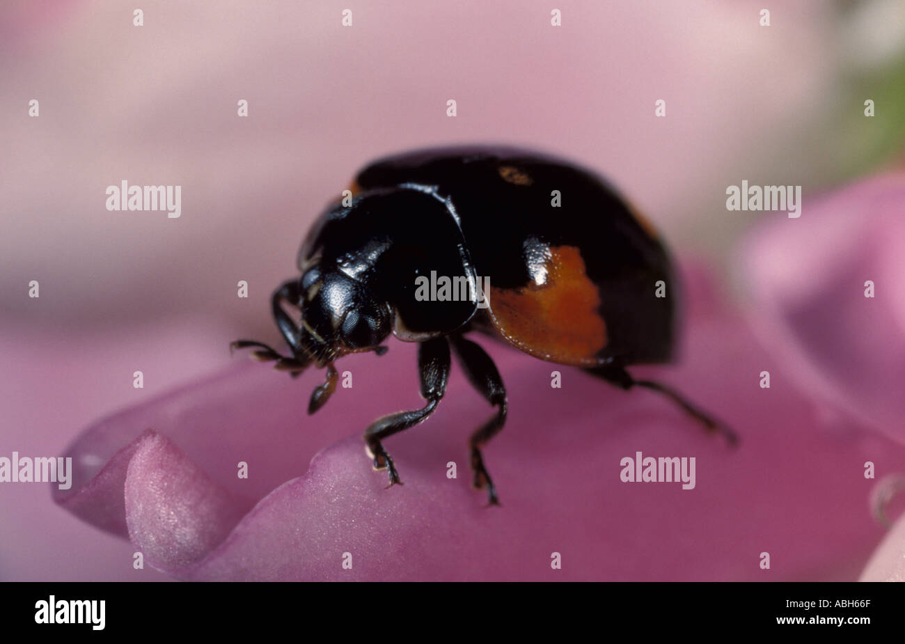 2 Spot Ladybird on pink flower close up of face Stock Photo - Alamy