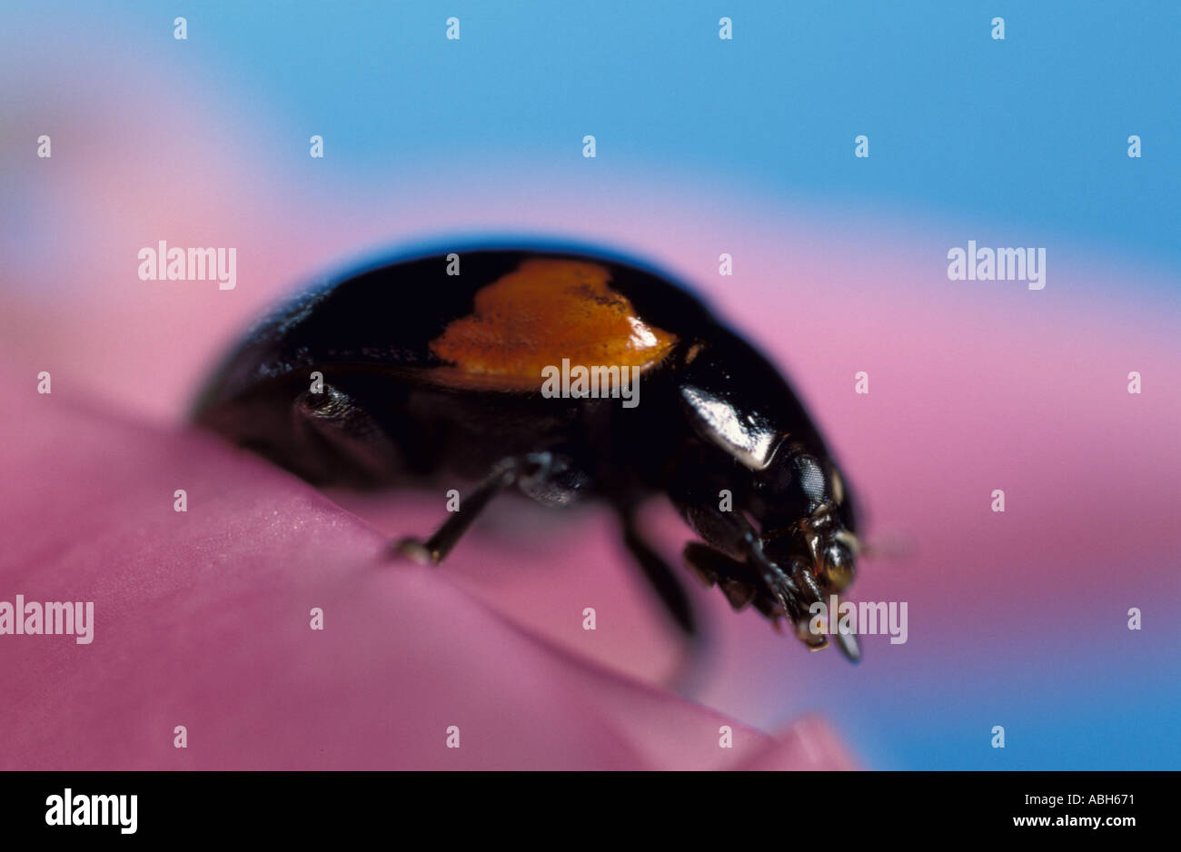 Ladybird close up face hi-res stock photography and images - Alamy