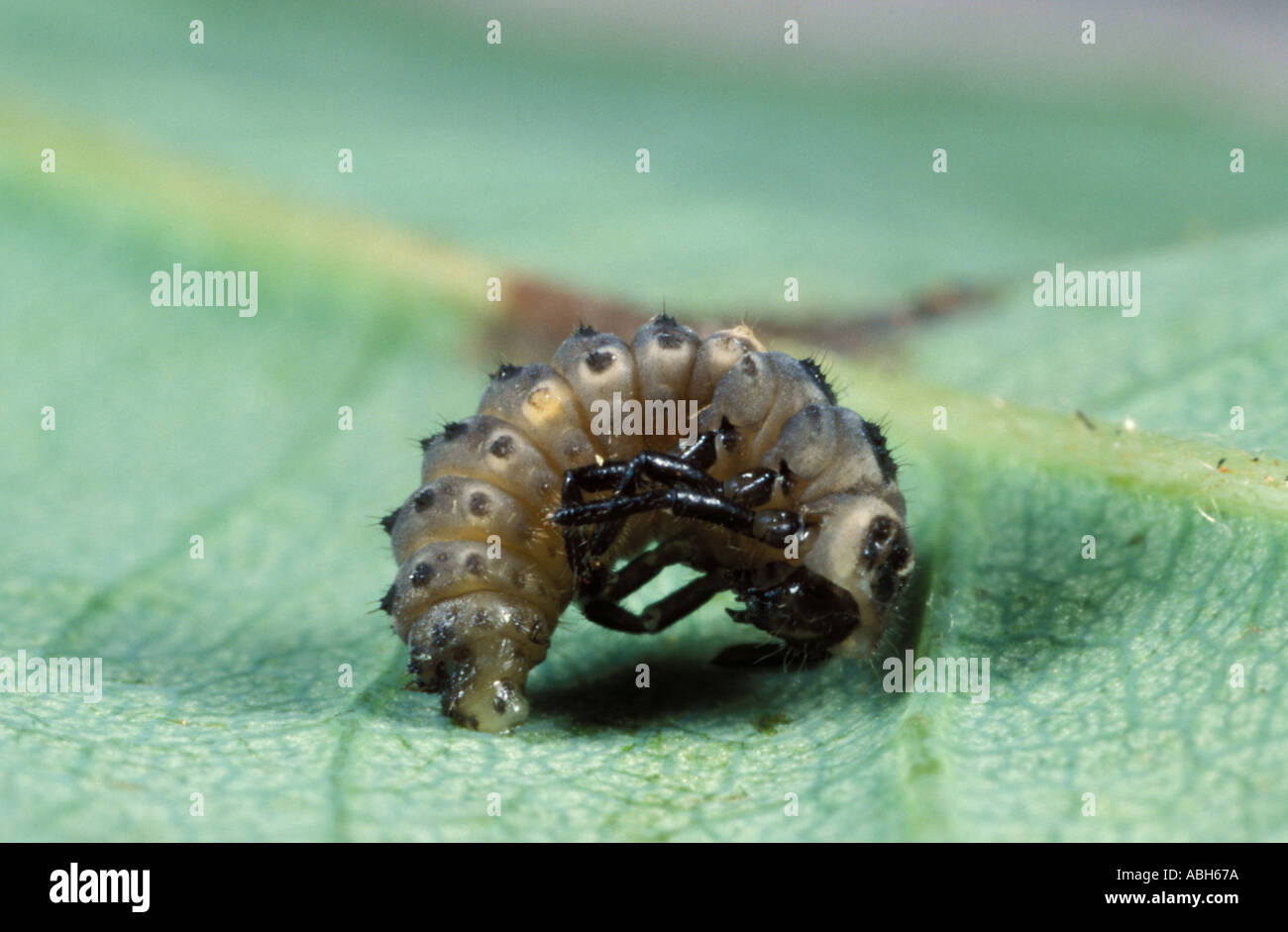 Ladybird larvae hi-res stock photography and images - Alamy