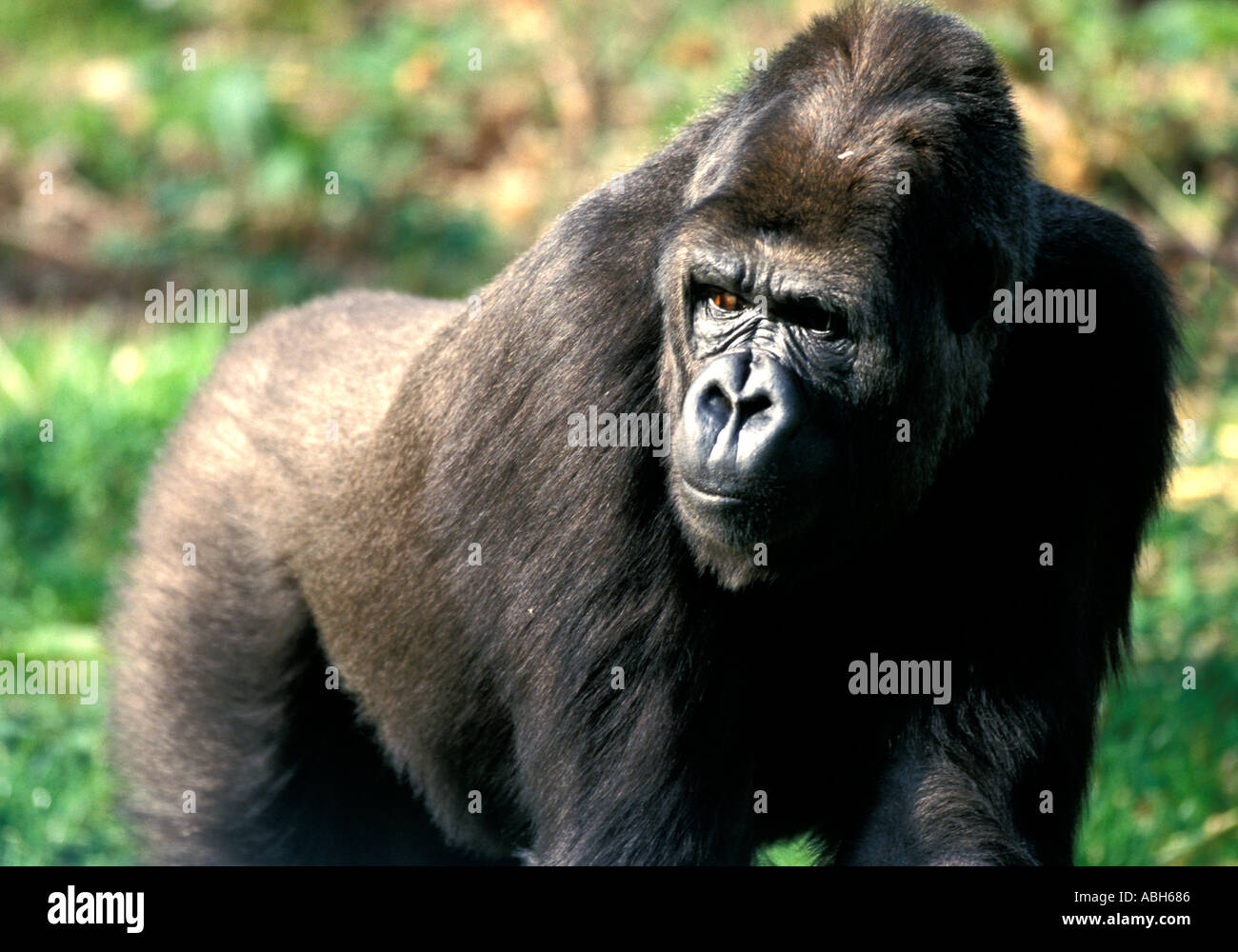 Western Lowland Gorilla Uganda West Africa Stock Photo - Alamy