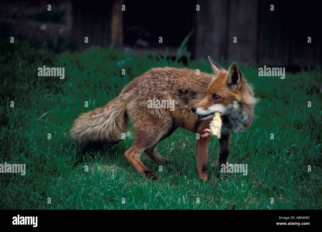 Species of fox hi-res stock photography and images - Alamy