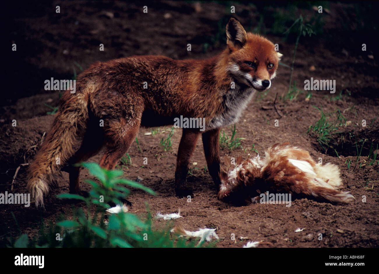 Chicken and fox hi-res stock photography and images - Alamy