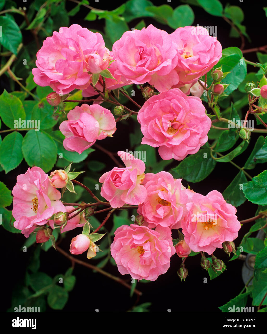Garden Stilllife With Pink Roses Stock Photo - Alamy