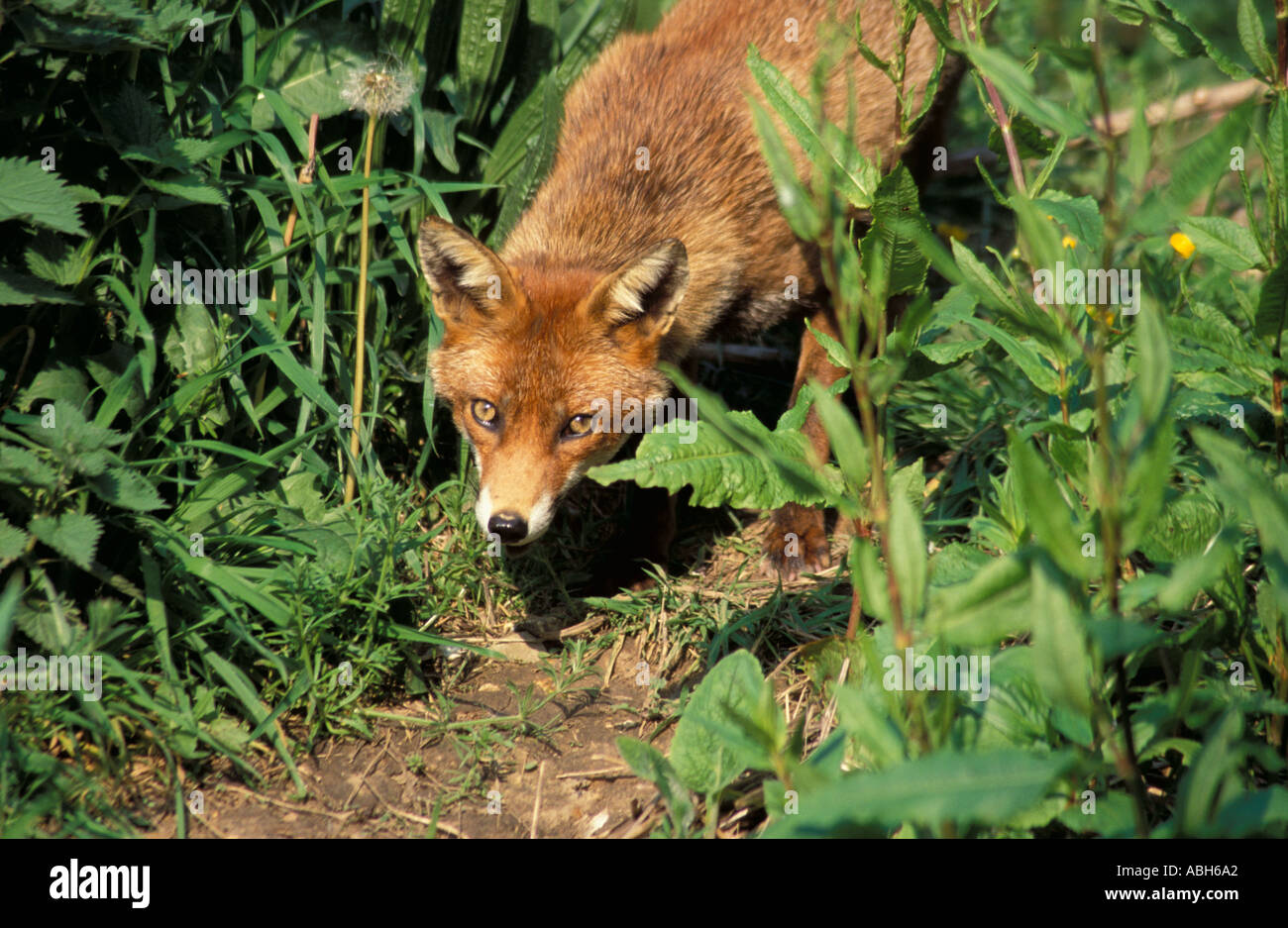 Red fox walking on well trodden path in high weeds Stock Photo - Alamy