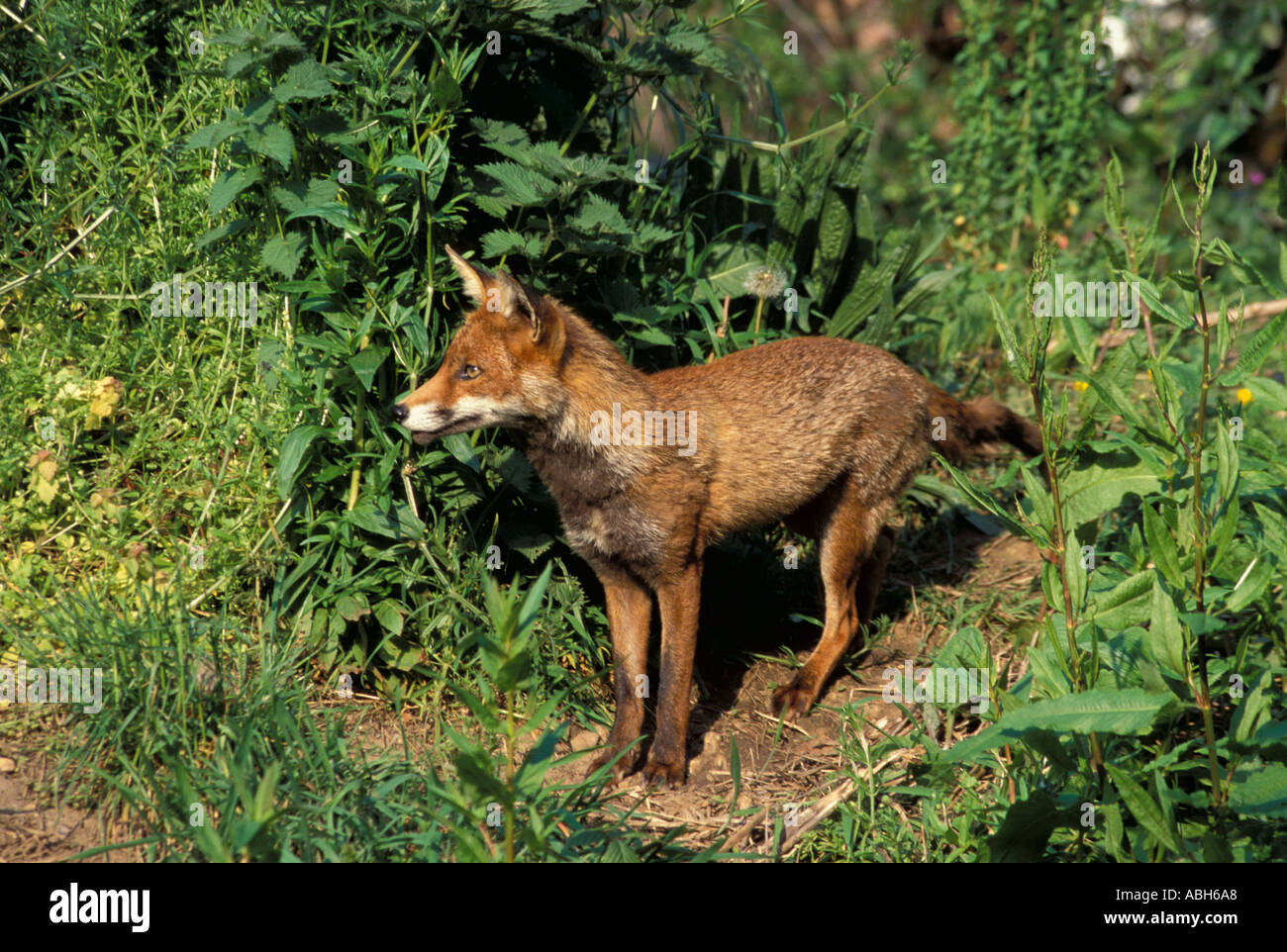Well Trodden Path Stock Photos & Well Trodden Path Stock Images - Alamy