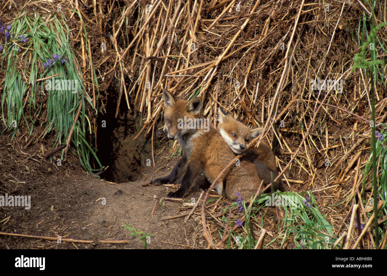 Red Fox cubs at den entrance Stock Photo - Alamy