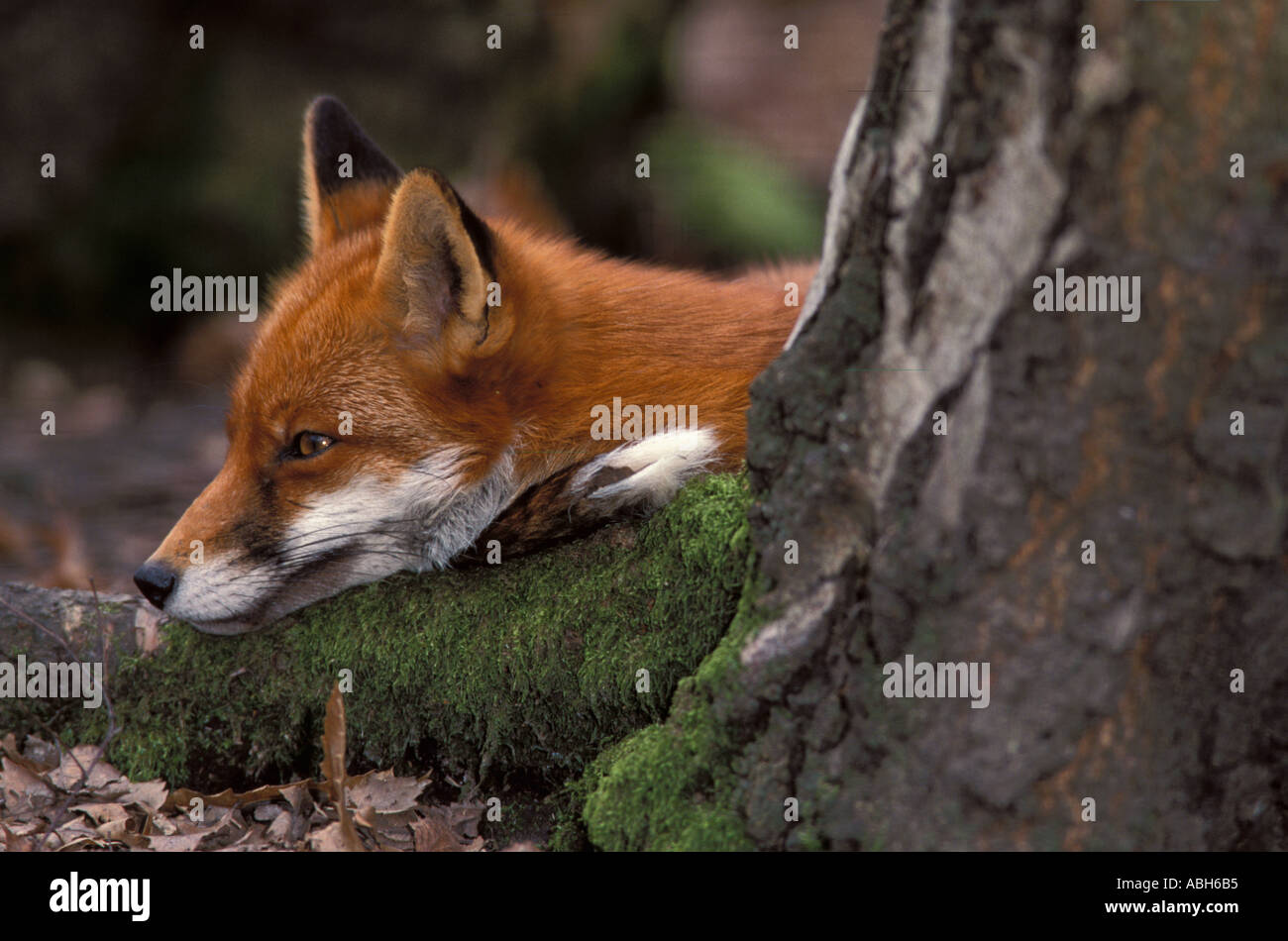 Red Fox in woodlands Stock Photo - Alamy