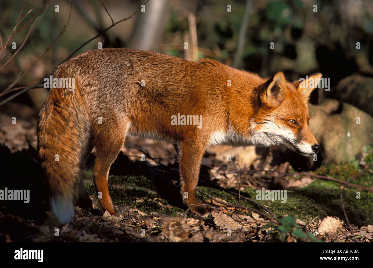 Red Fox in woodlands in late afternoon sun Stock Photo - Alamy