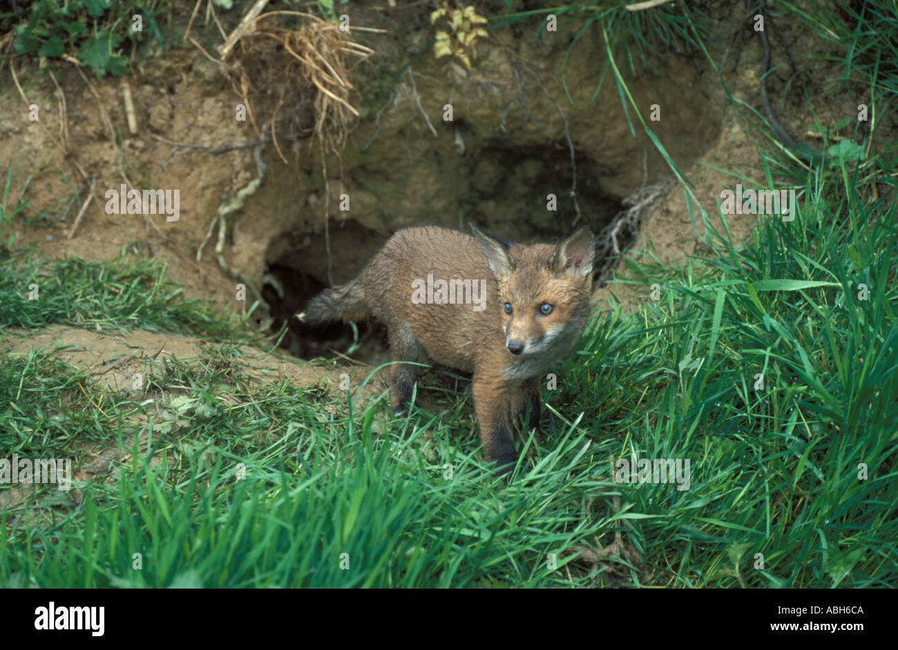 Red Fox young cub at den entrance Stock Photo - Alamy