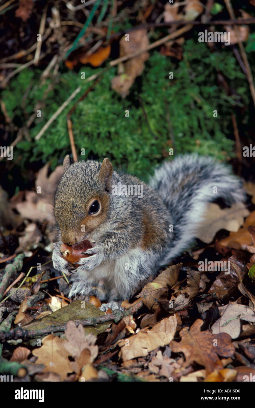 Grey squirrel on leaves hi-res stock photography and images - Alamy