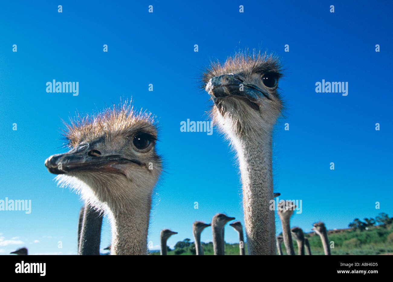 Ostrich Struthio camelus Farm in South Afric Stock Photo - Alamy