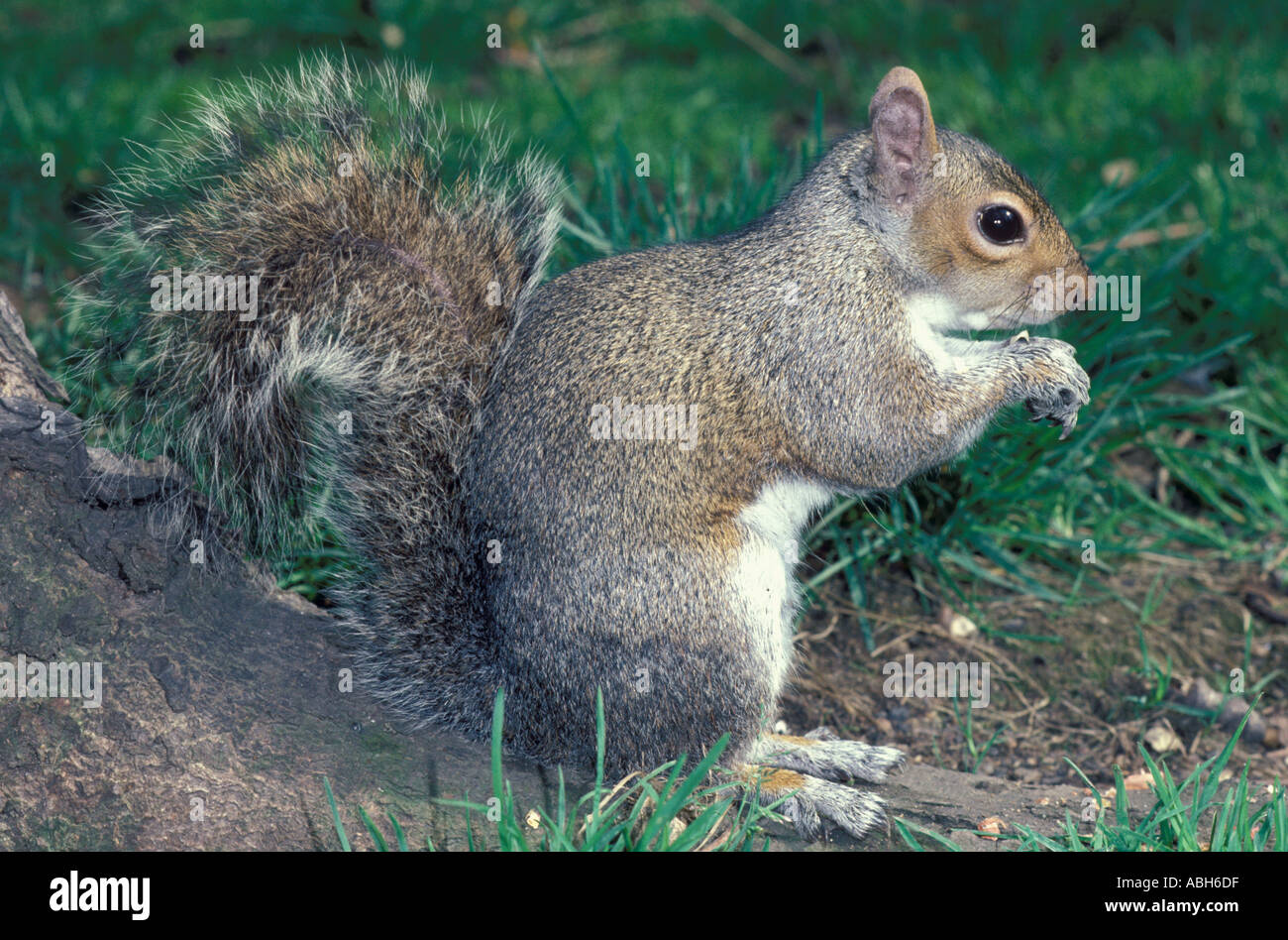 Grey squirrel showing tail hi-res stock photography and images - Alamy