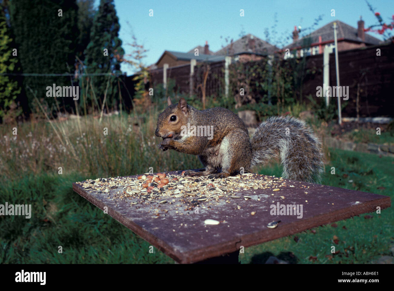 Grey squirrel bird table hi-res stock photography and images - Alamy