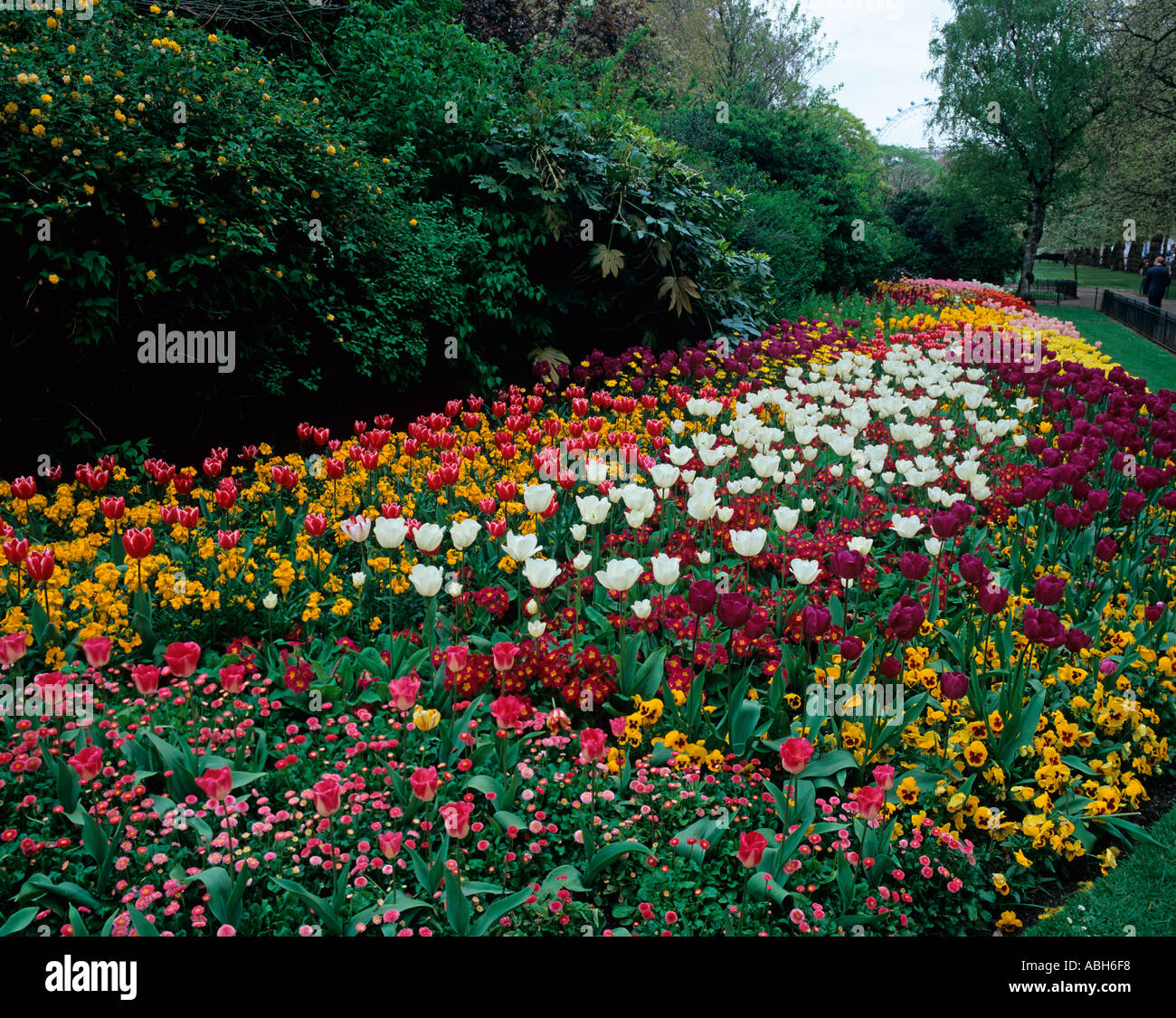 St James Park London Spring Flowers Stock Photo - Alamy