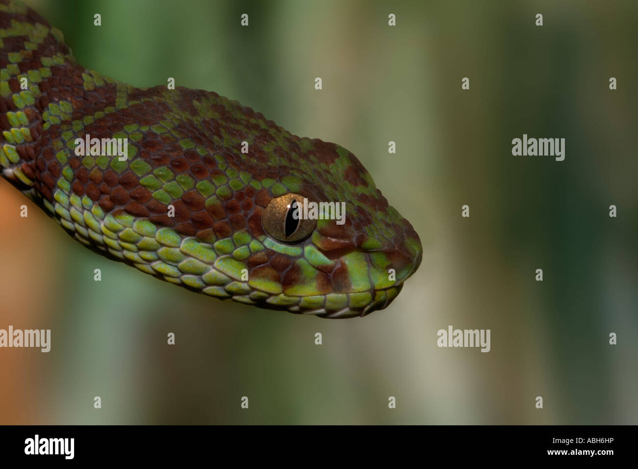 Tiger pit hi-res stock photography and images - Alamy