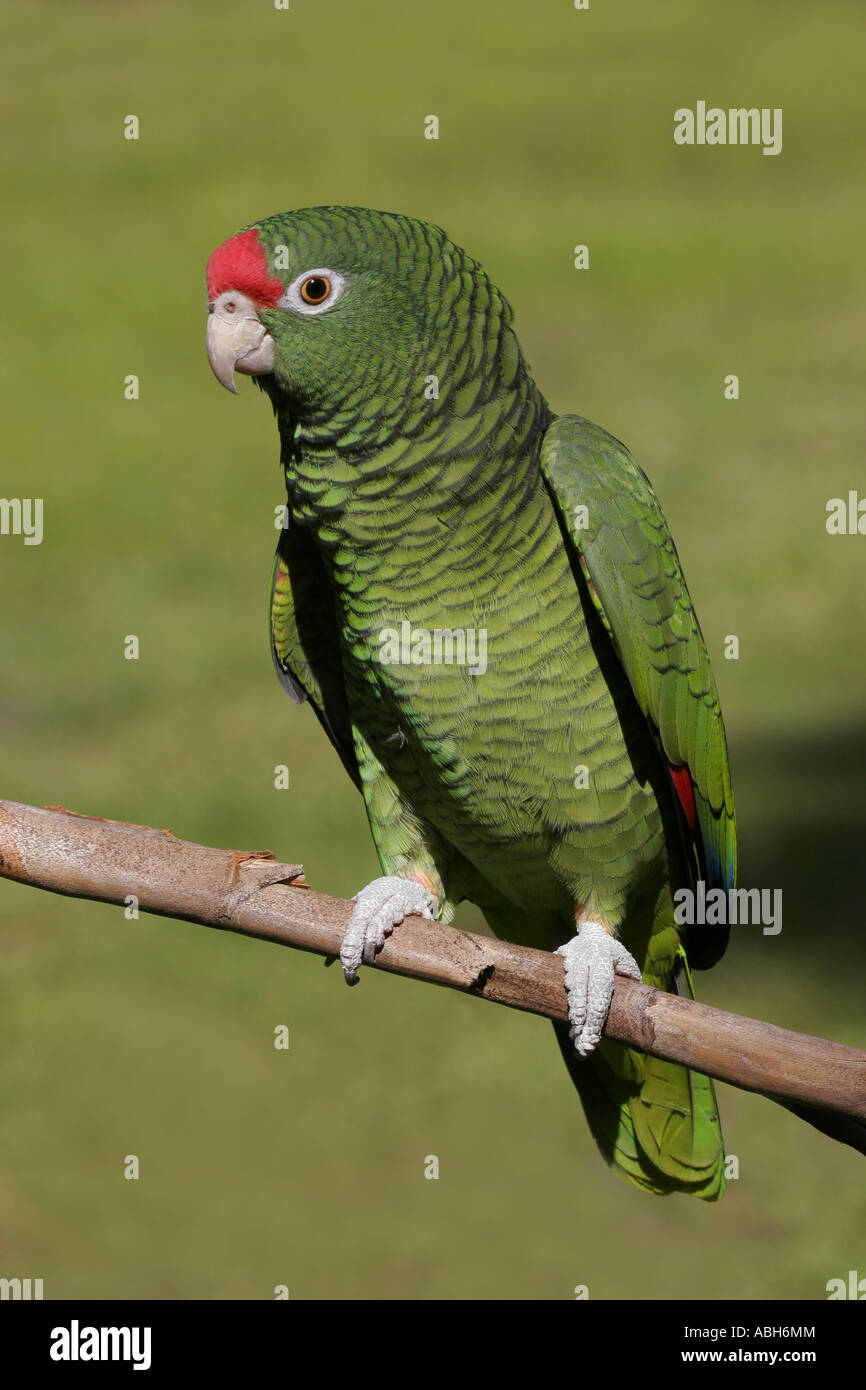 Amazona tucuman hi-res stock photography and images - Alamy