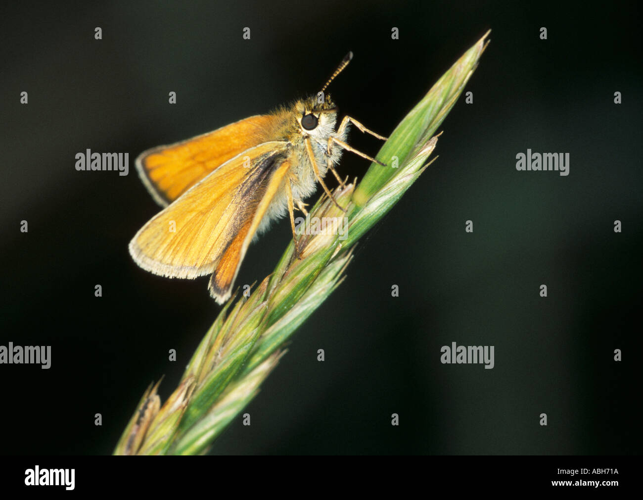 Grass skipper species hi-res stock photography and images - Alamy