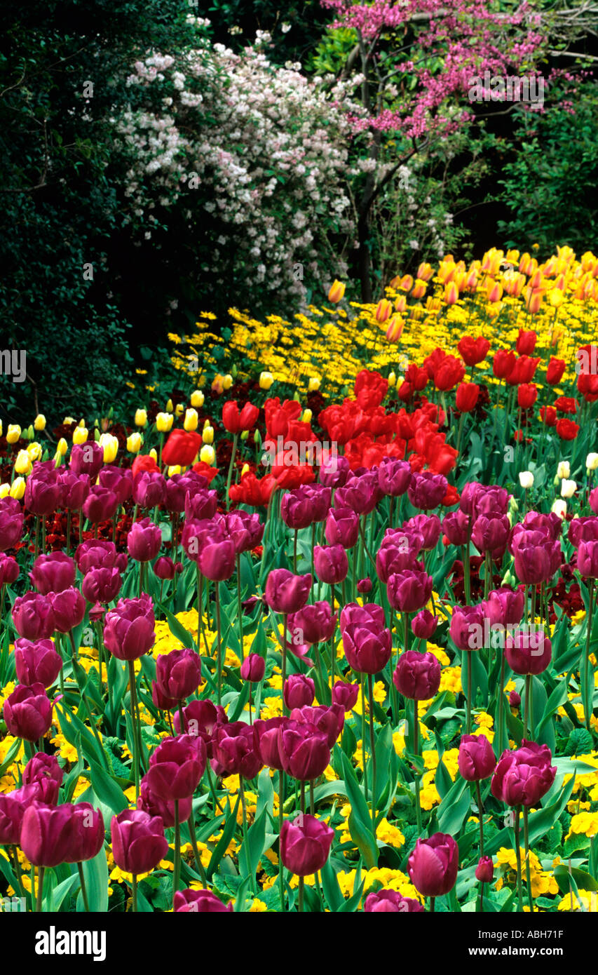 St James Park London Spring Flowers Stock Photo - Alamy