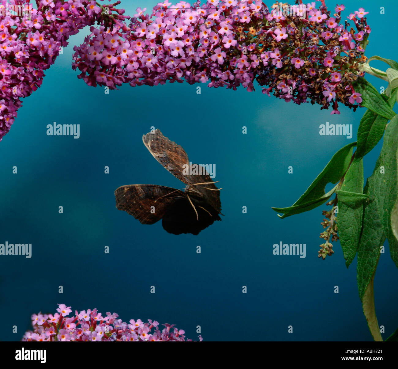 Peacock Butterfly in flight flying through buddleia flowers Stock Photo ...