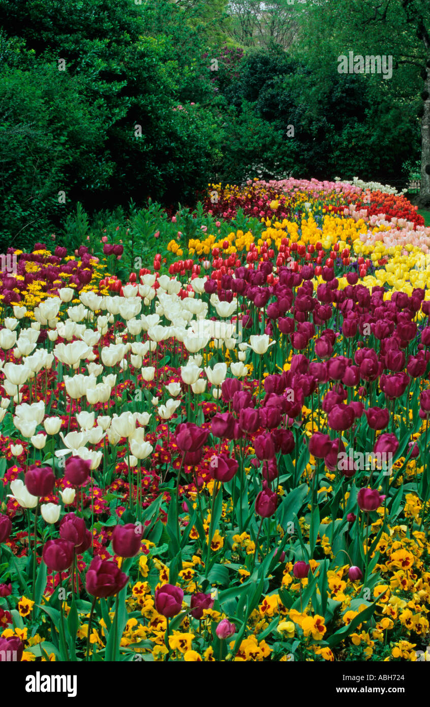 St James Park London Spring Flowers Stock Photo - Alamy