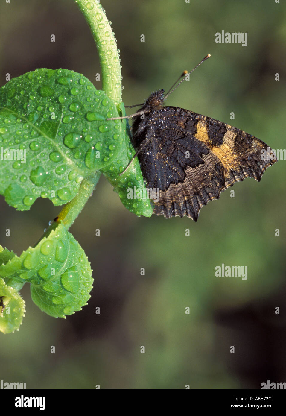 Small Tortoiseshell Butterfly Stock Photo - Alamy