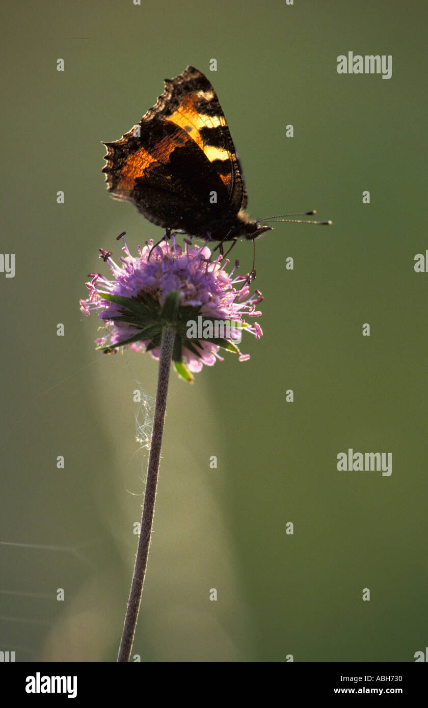 Small Tortoiseshell Butterfly Stock Photo - Alamy