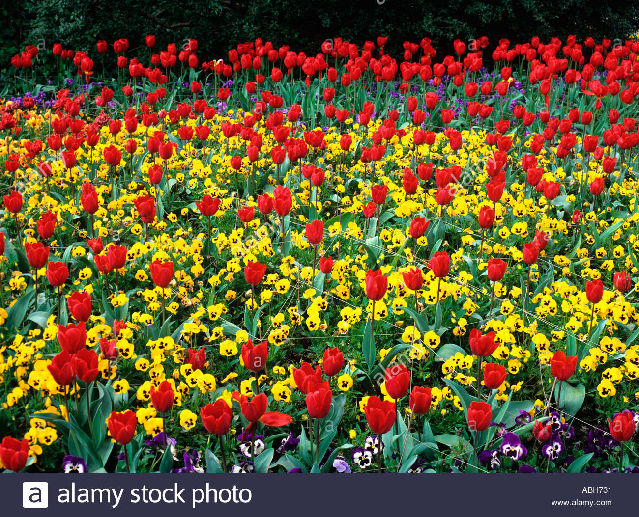 St James Park London Spring Flowers Stock Photo - Alamy