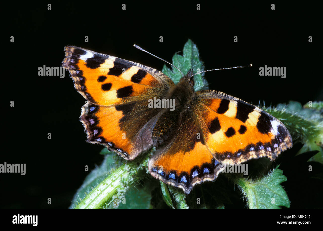 Small Tortoiseshell Butterfly Stock Photo - Alamy