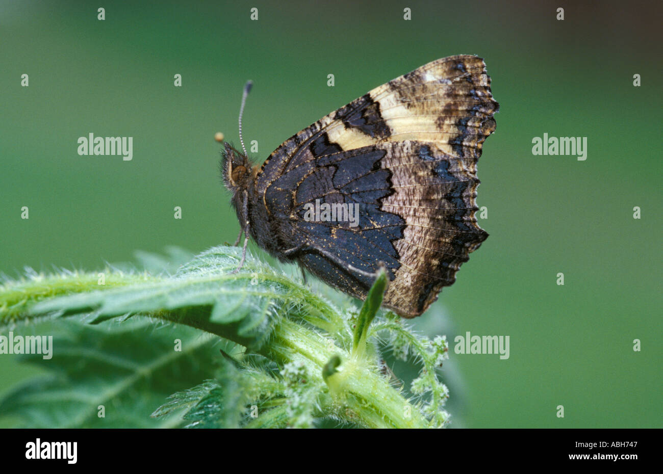 Small Tortoiseshell Butterfly Stock Photo - Alamy