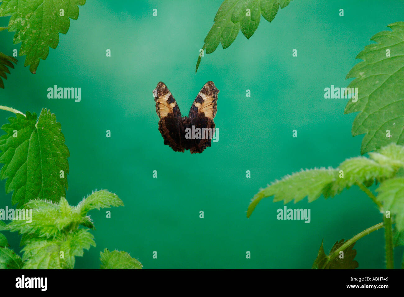 Small Tortoiseshell Butterfly in flight over stinging nettles Stock ...