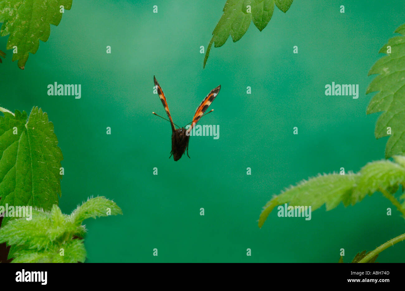 Small Tortoiseshell Butterfly in flight over stinging nettles Stock ...