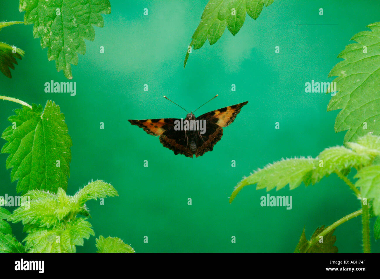 Small Tortoiseshell Butterfly in flight over stinging nettles Stock ...